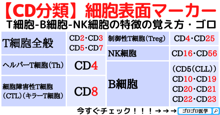 【CD分類】T細胞-B細胞-NK細胞の表面マーカーの覚え方・ゴロ - ゴロゴロ医学