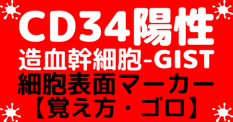 【CD34陽性】造血幹細胞とGISTの細胞表面マーカーの覚え方・ゴロ【CBT国試対策】 - ゴロゴロ医学