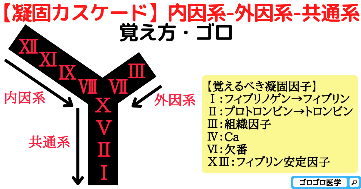 【凝固カスケード】内因系APTT-外因系PT-共通系の覚え方・ゴロ - ゴロゴロ医学