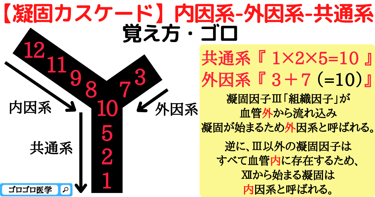 APL急性前骨髄性白血病の特徴-病理-遺伝子-治療薬-DIC合併の覚え方・ゴロ - ゴロゴロ医学