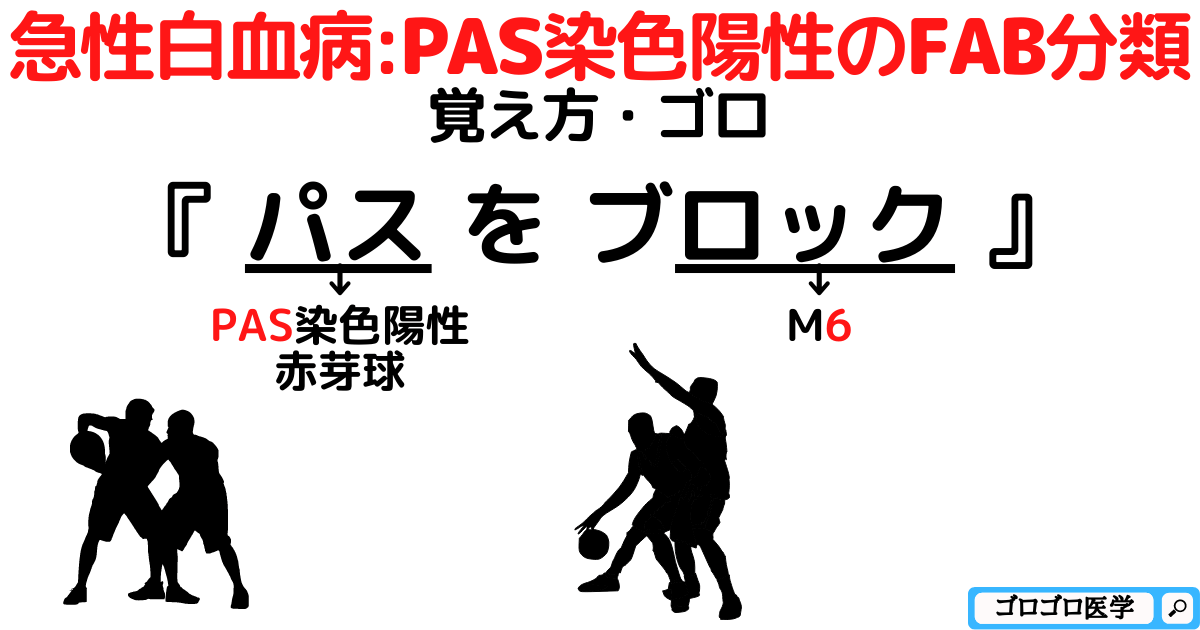 【急性白血病FAB分類】M6の特徴-PAS染色陽性赤芽球の覚え方・ゴロ - ゴロゴロ医学